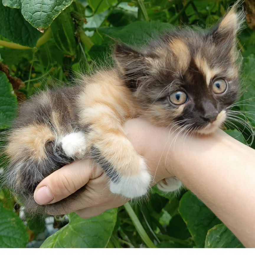 Котенок в добрые руки
