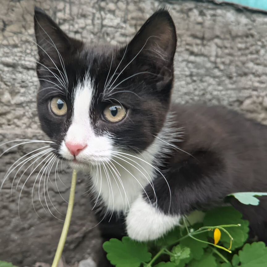 Котёнок в добрые руки
