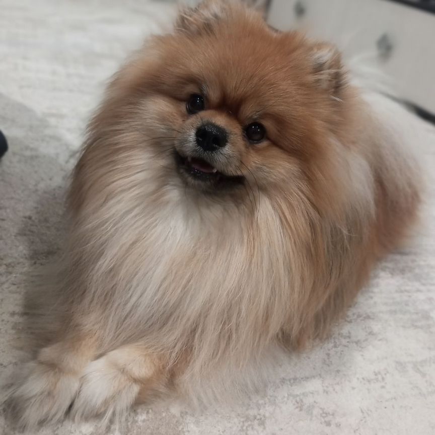 Померанский шпиц