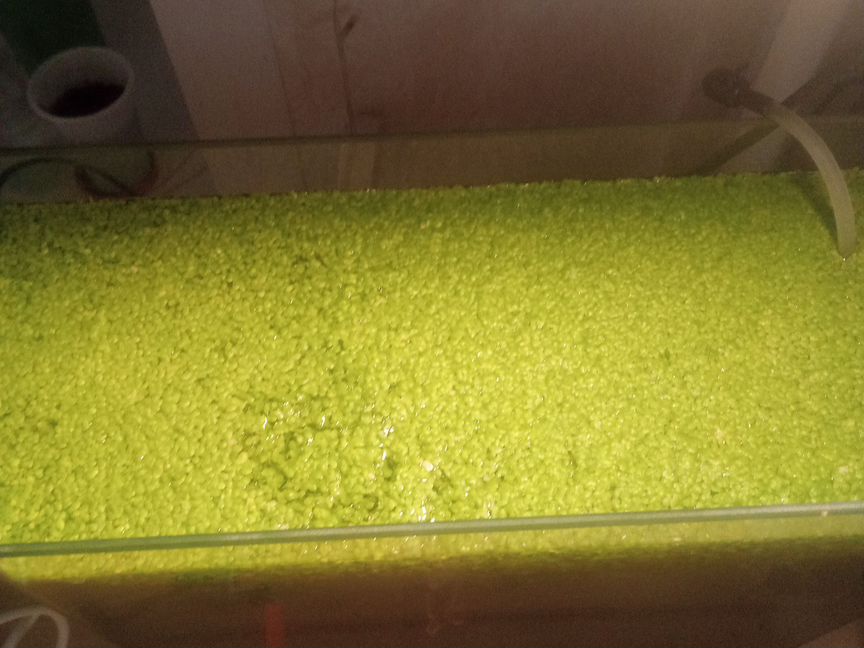 Аквариумные растения прополка