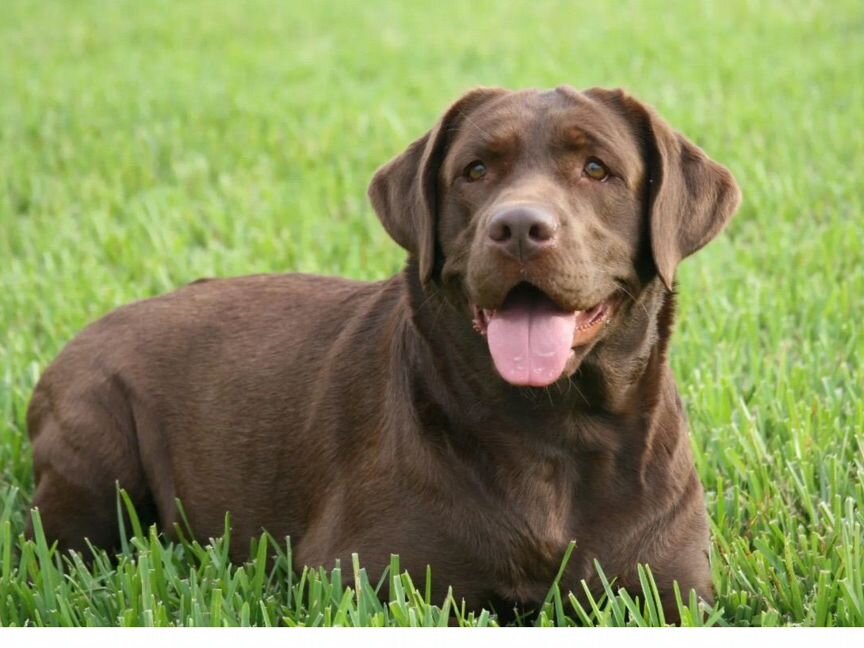 Лабрадор шоколадный