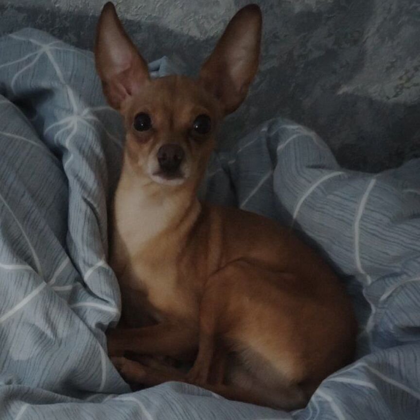 Русский той-терьер, взрослый пёс