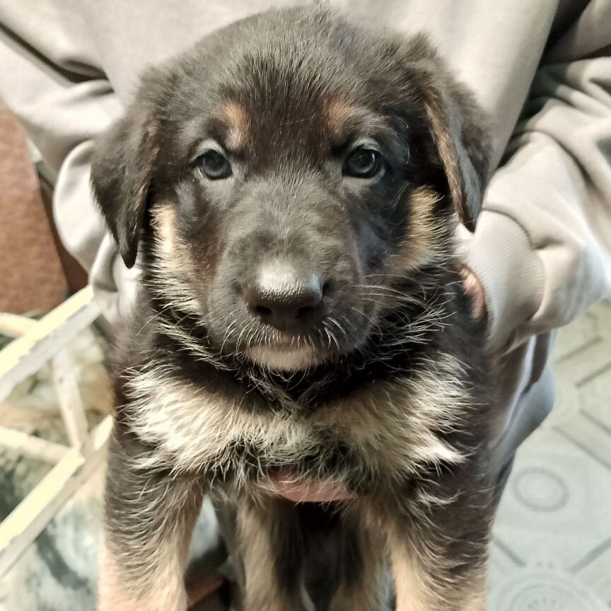 Отдам щенков в добрые руки