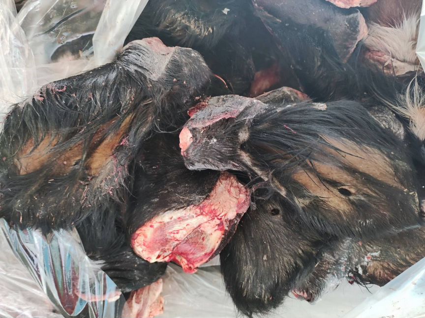 Уши говяжьи с волосами мясо для собак