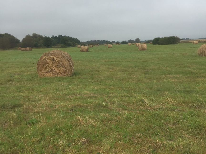 Продаётся сено