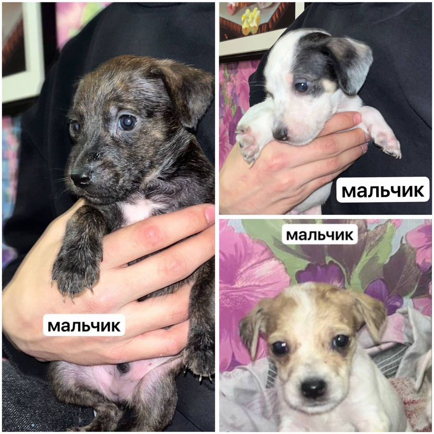 Щенки стаффорда