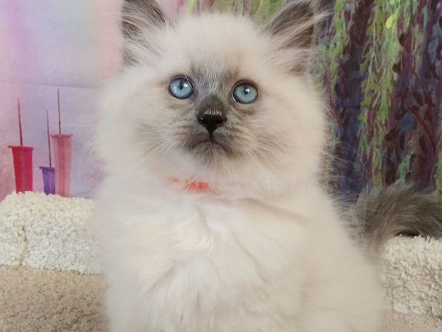 Сибирский котенок