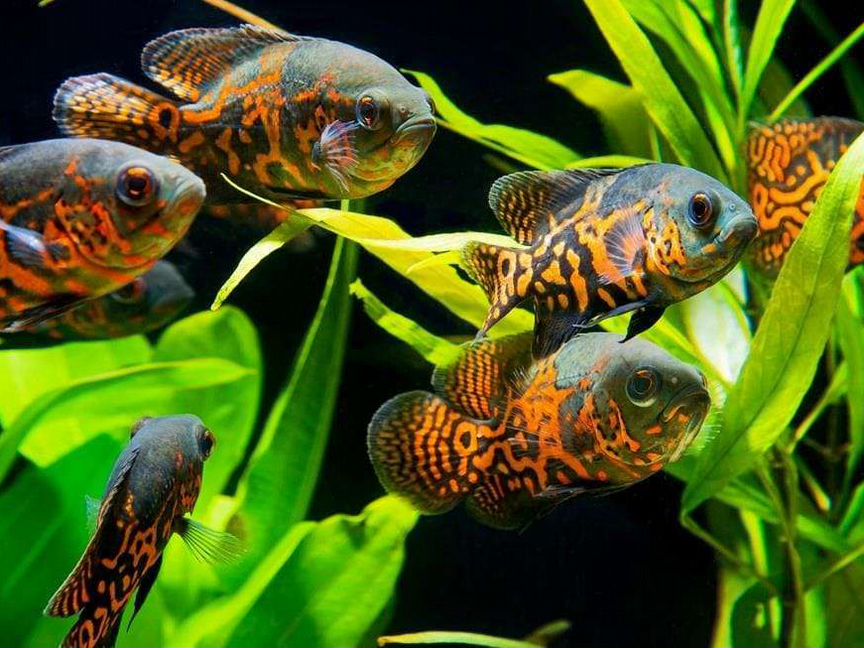 Астронотусы