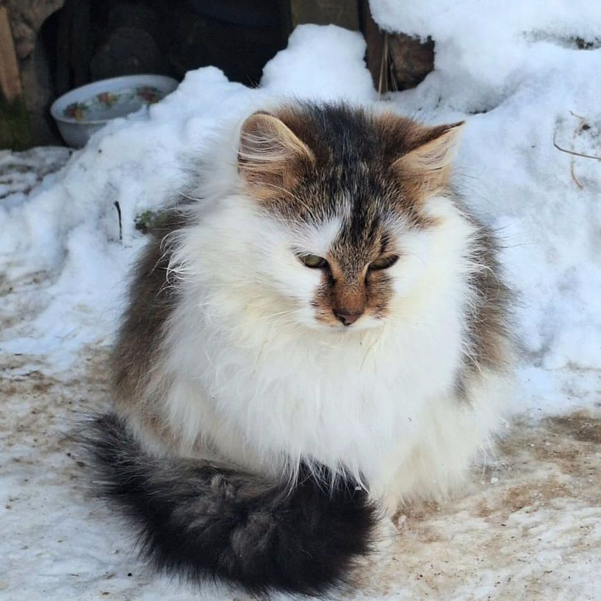 Кошечка пушистая Красавица в добрые руки
