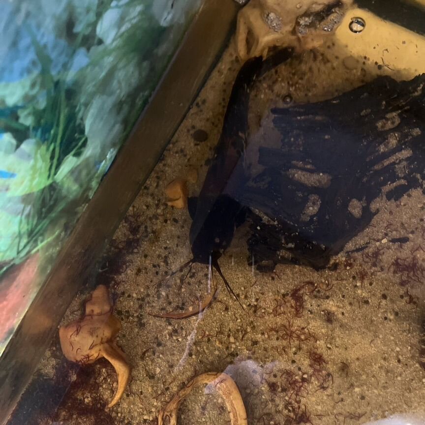 Сом автстралийский  аквариум 250 л., угловой