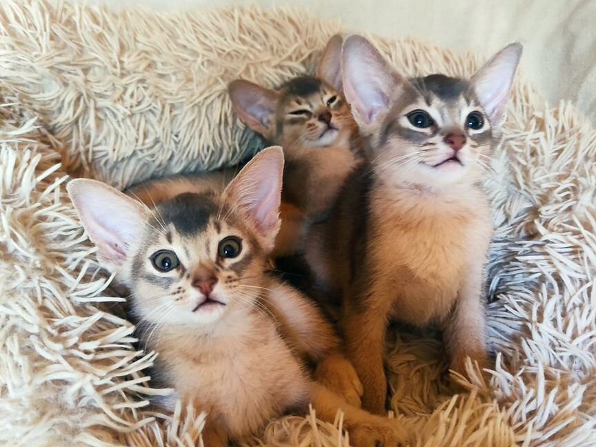 Абиссинский котенок, голубой окрас