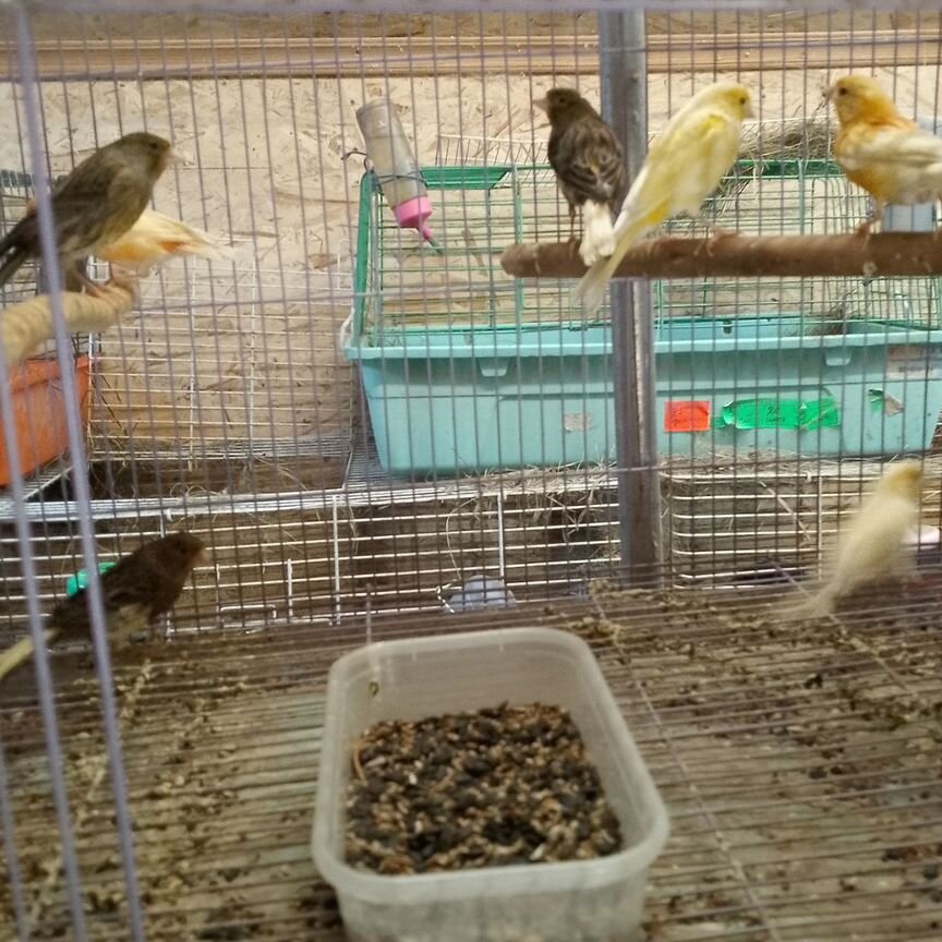 Канарейки самки