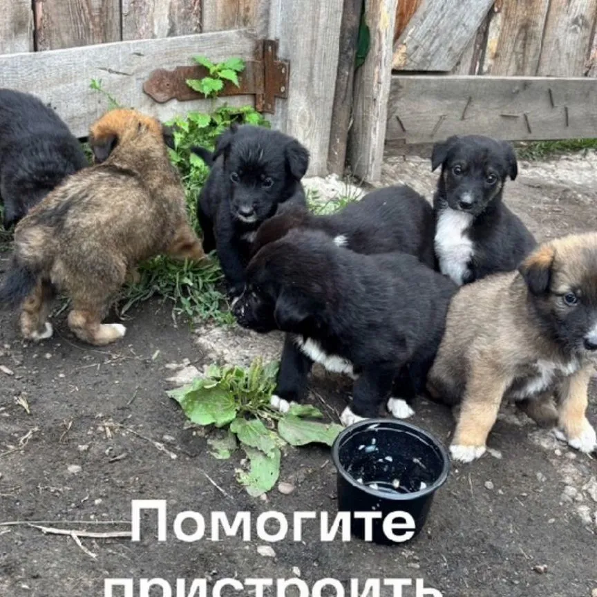 Щенки