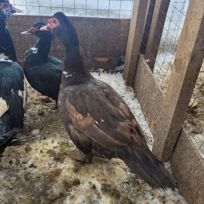 Семья индоуток 1 4