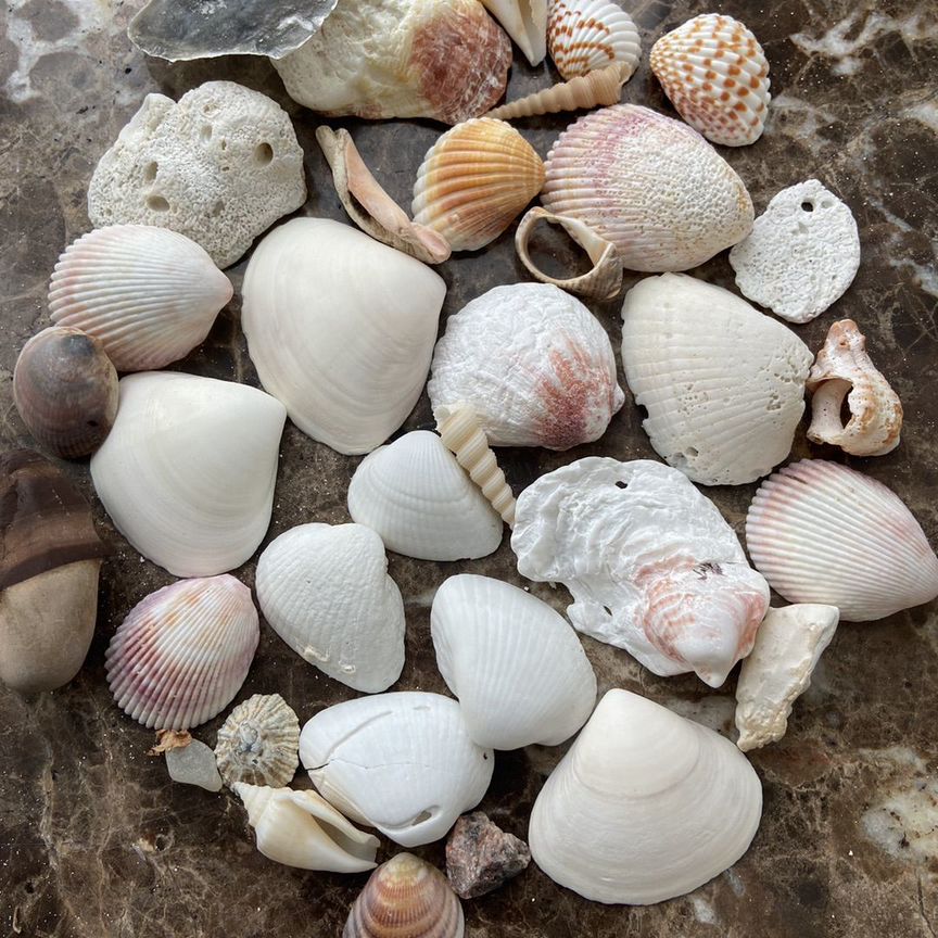 Наборы ракушек для аквариума