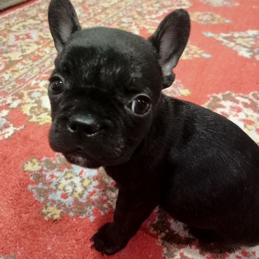 Французский бульдог