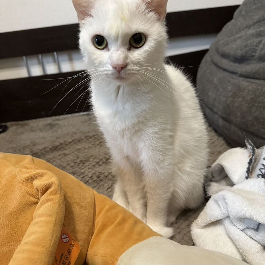 Отдам в добрые руки