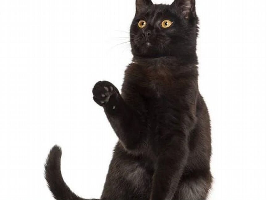 Черные котики в добрые руки
