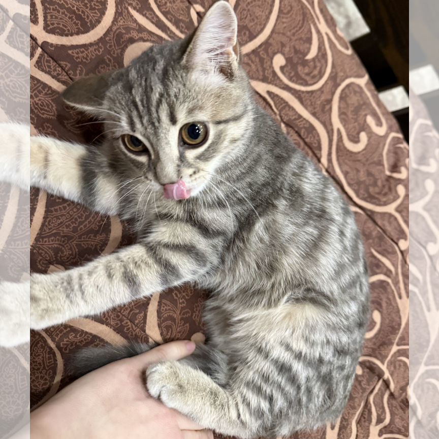 Мейн-кун котёнок