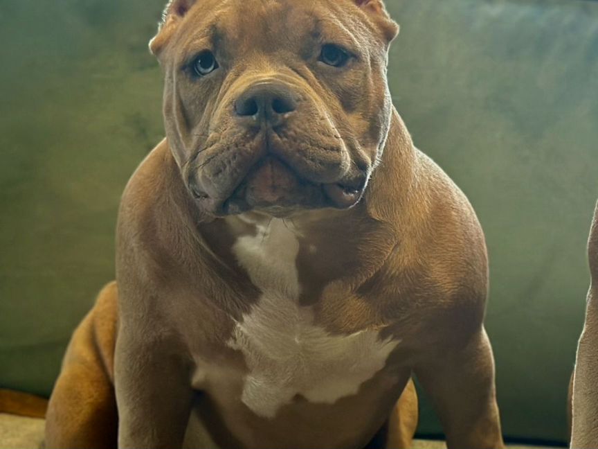 Щенки американского булли