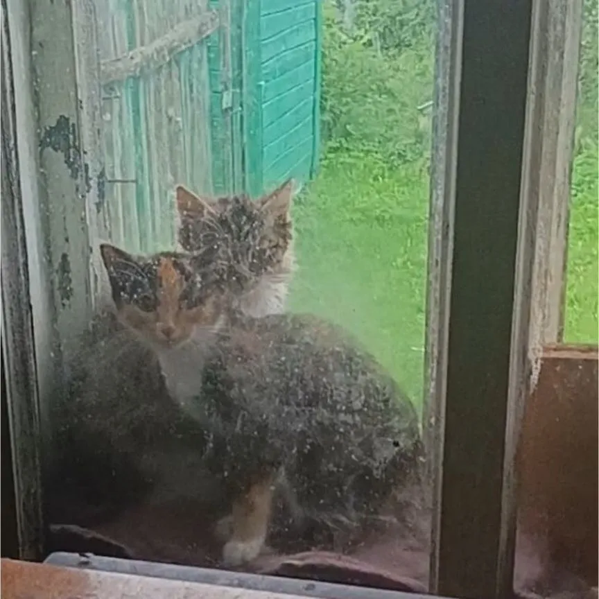 Котята в беде, нужна помощь, волонтёры, кураторы
