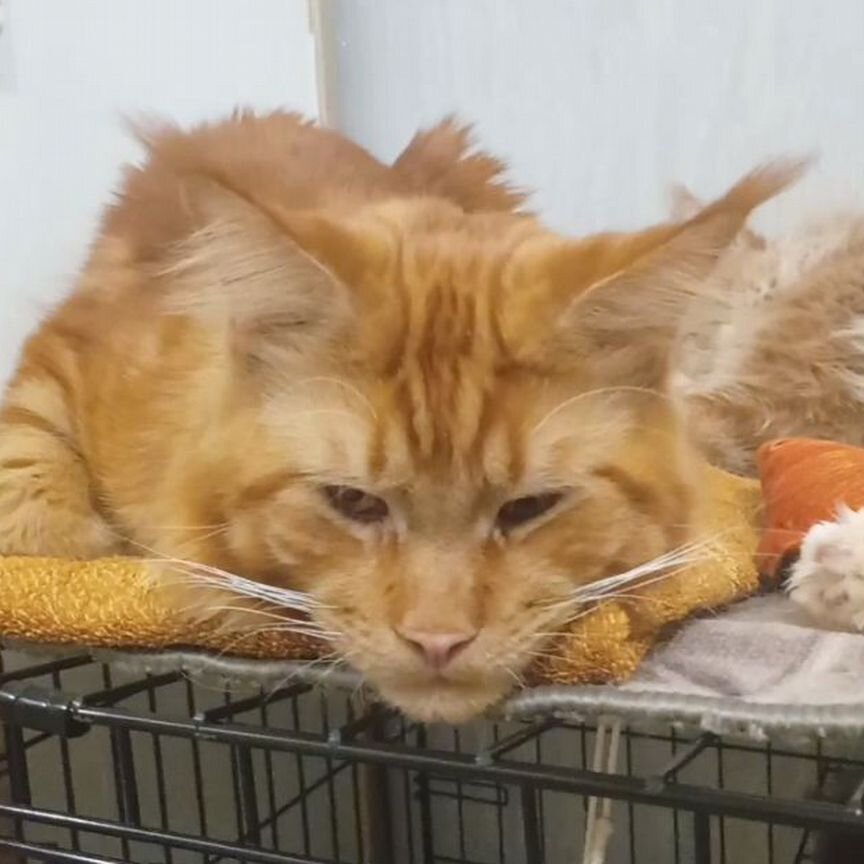 Мейн-кун, кот вязка