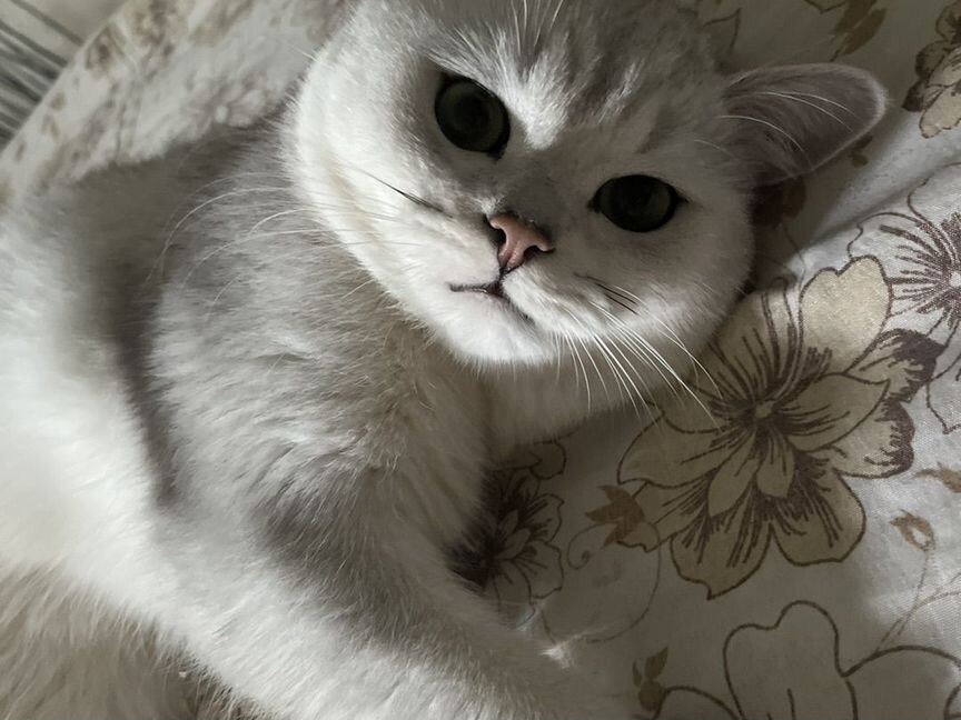 Британская шиншилла