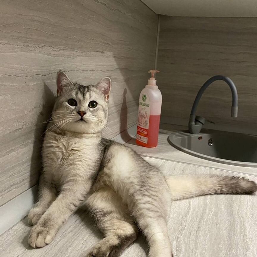 Коты в добрые руки бесплатно