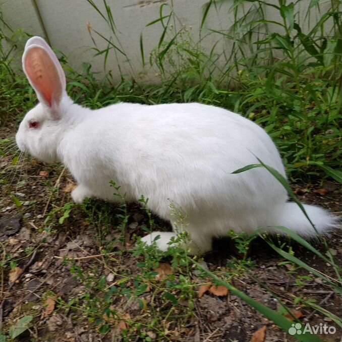 Белоснежный крол на племя