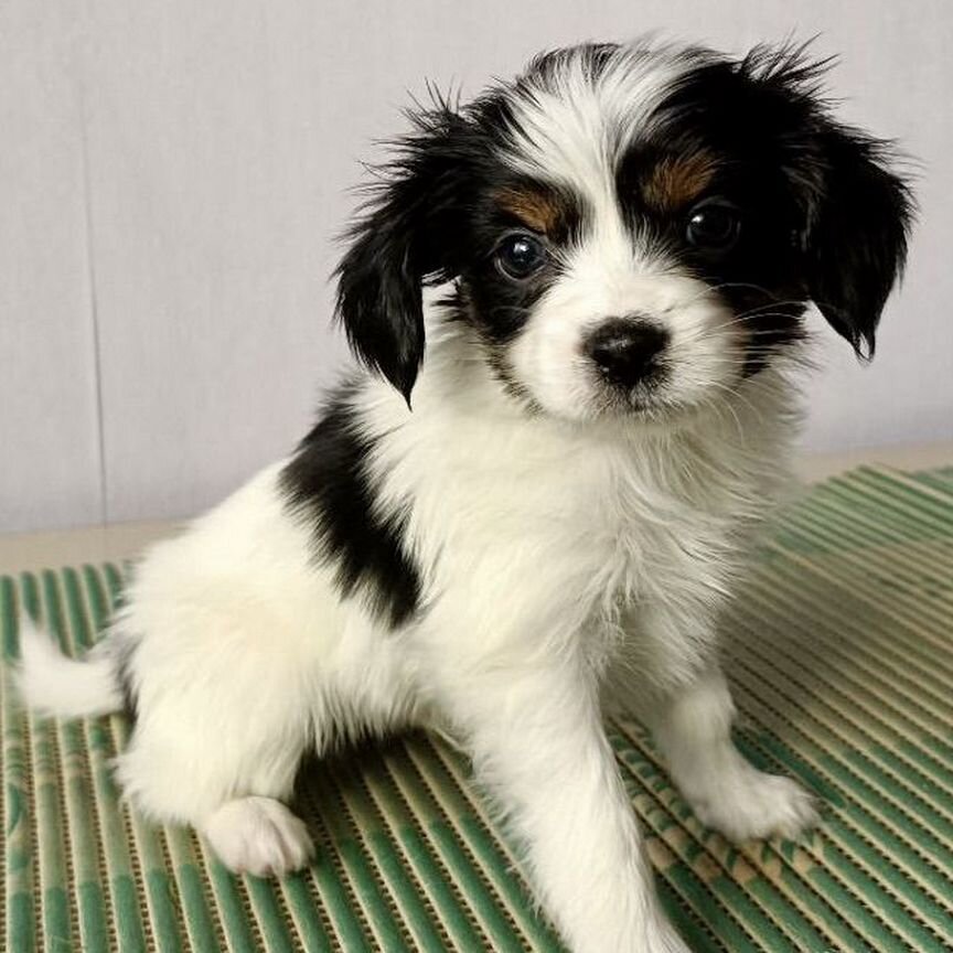 Континентальный той-спаниель папильон, щенок