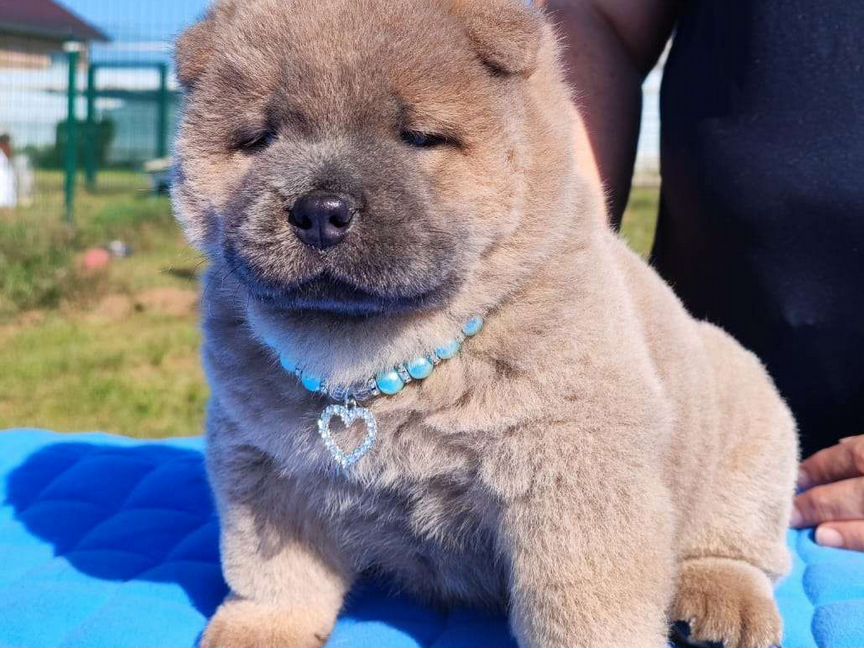 Чау-чау смуф мальчик