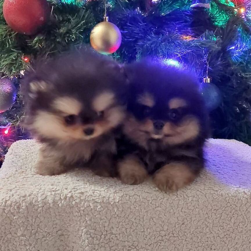 Померанский шпиц мишка