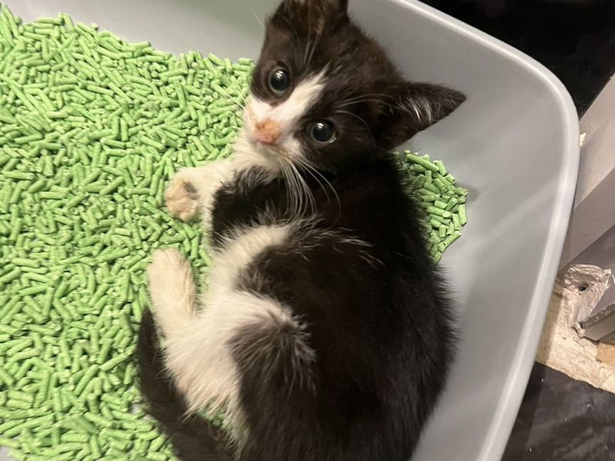 Котенок-кукленок