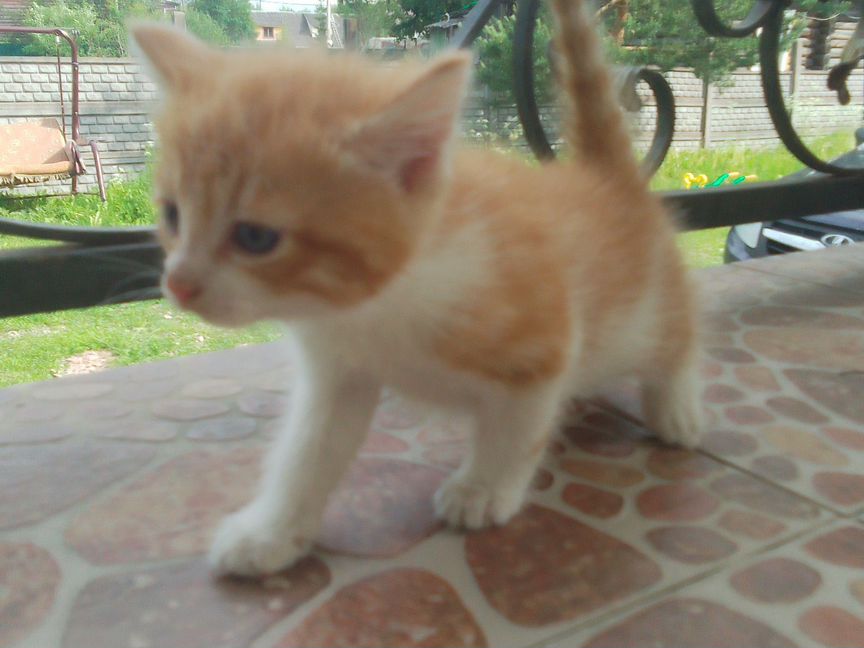 Предлагаются котята от кошки-крысоловки