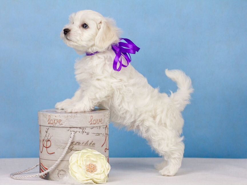 Шикарные Щенки Бишон Фризе