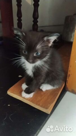 Котттённок, мэнкс 1 мес