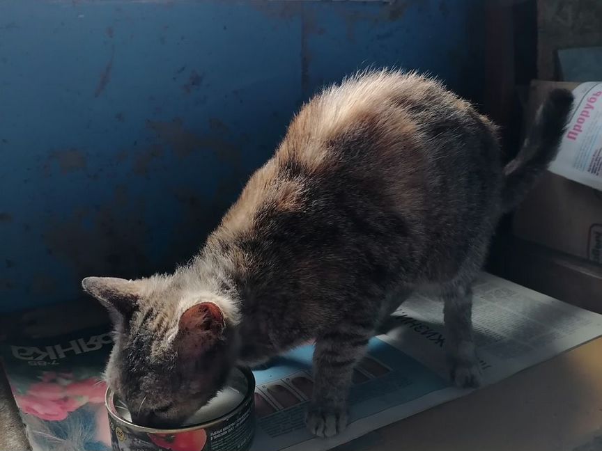 Ласковая кошка замерзает на улице