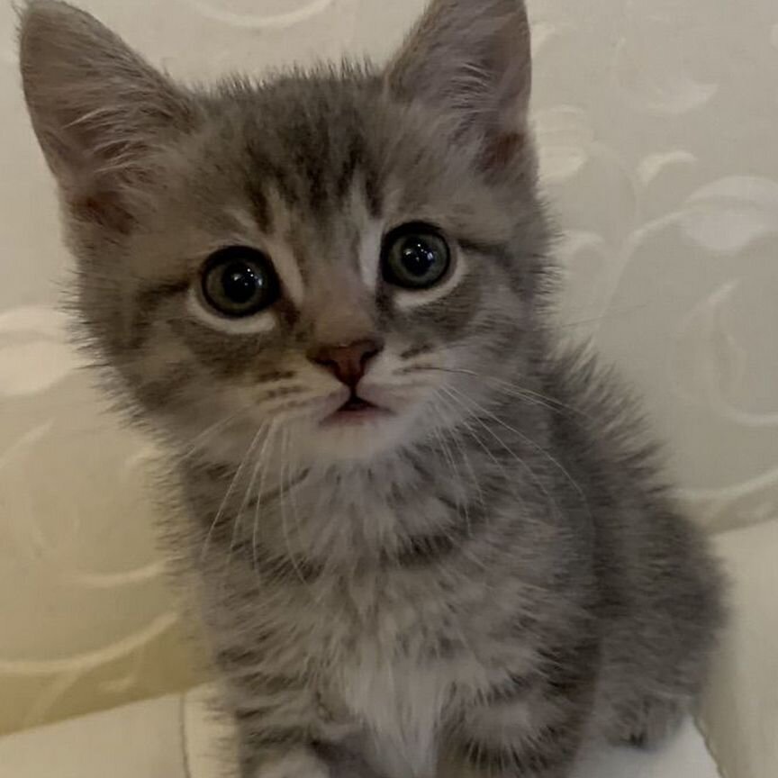 Котята