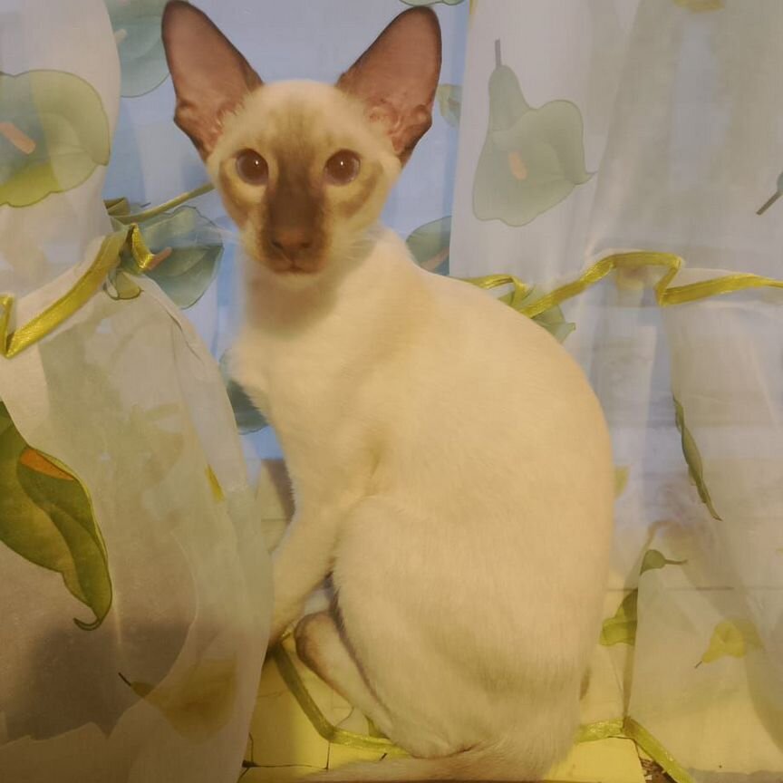 Ориентальный кот, взрослый