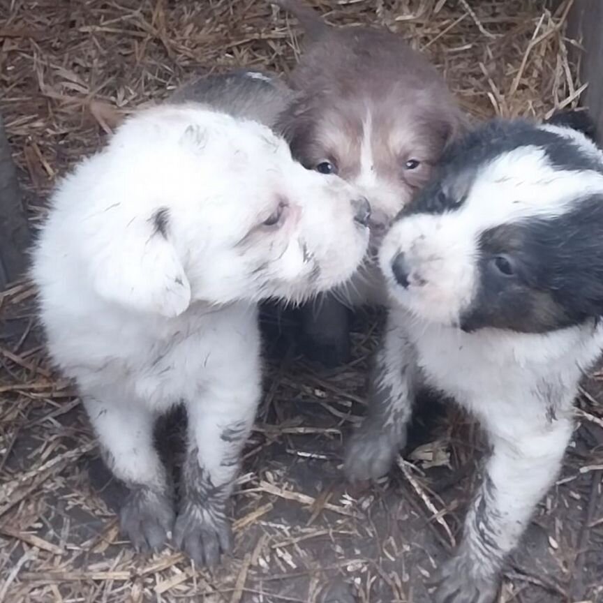 Домашние животные собаки щенки алабай