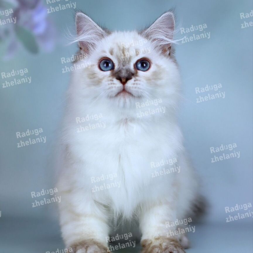 Ласковый мурчун