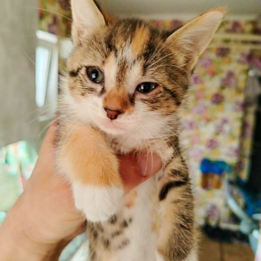 Котята бесплатно