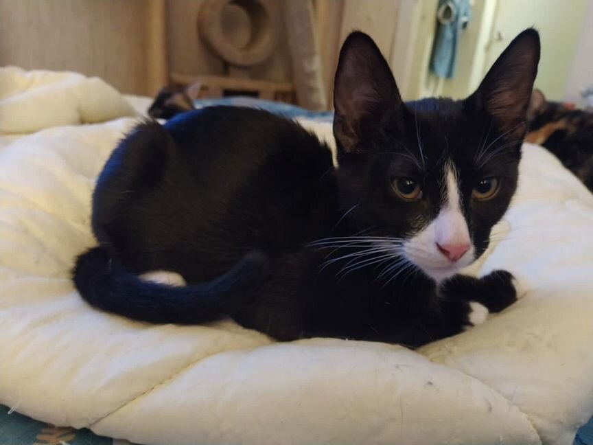 Котенок с белыми подмышками