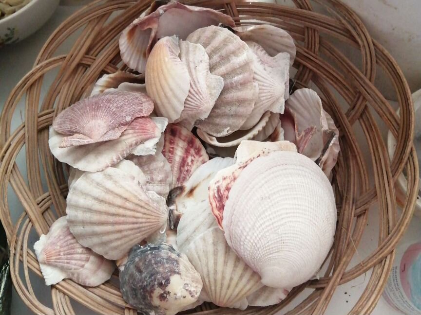 Морские ракушки раковины