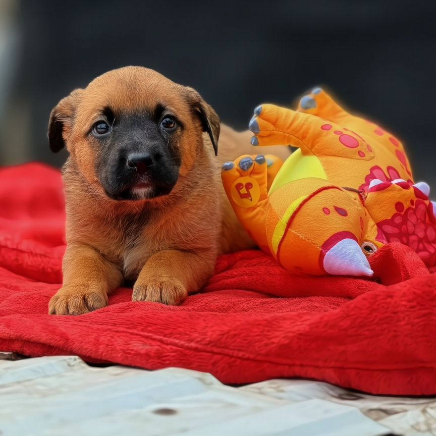 Щенок в добрые руки