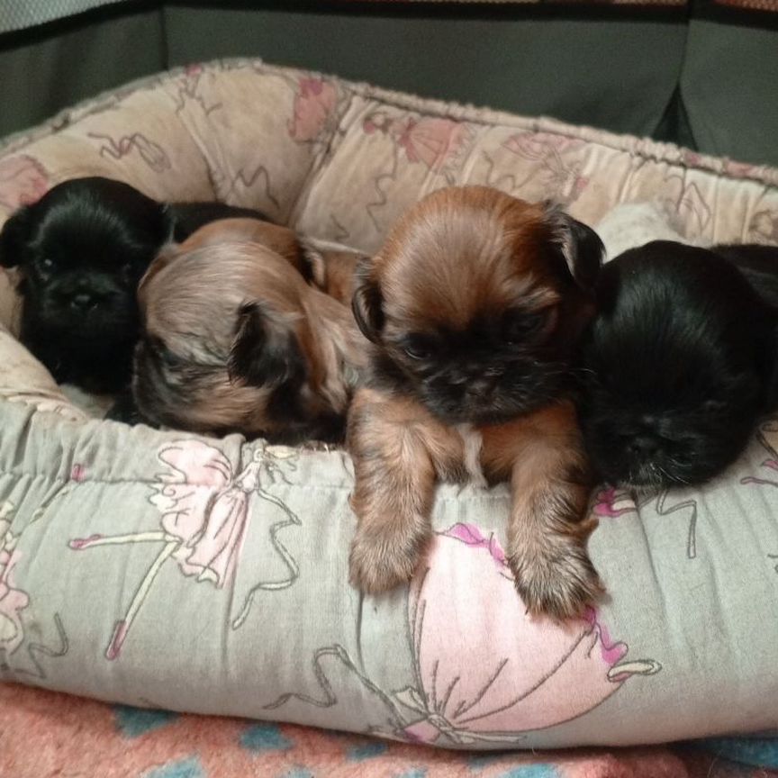 Щенки пикинеса