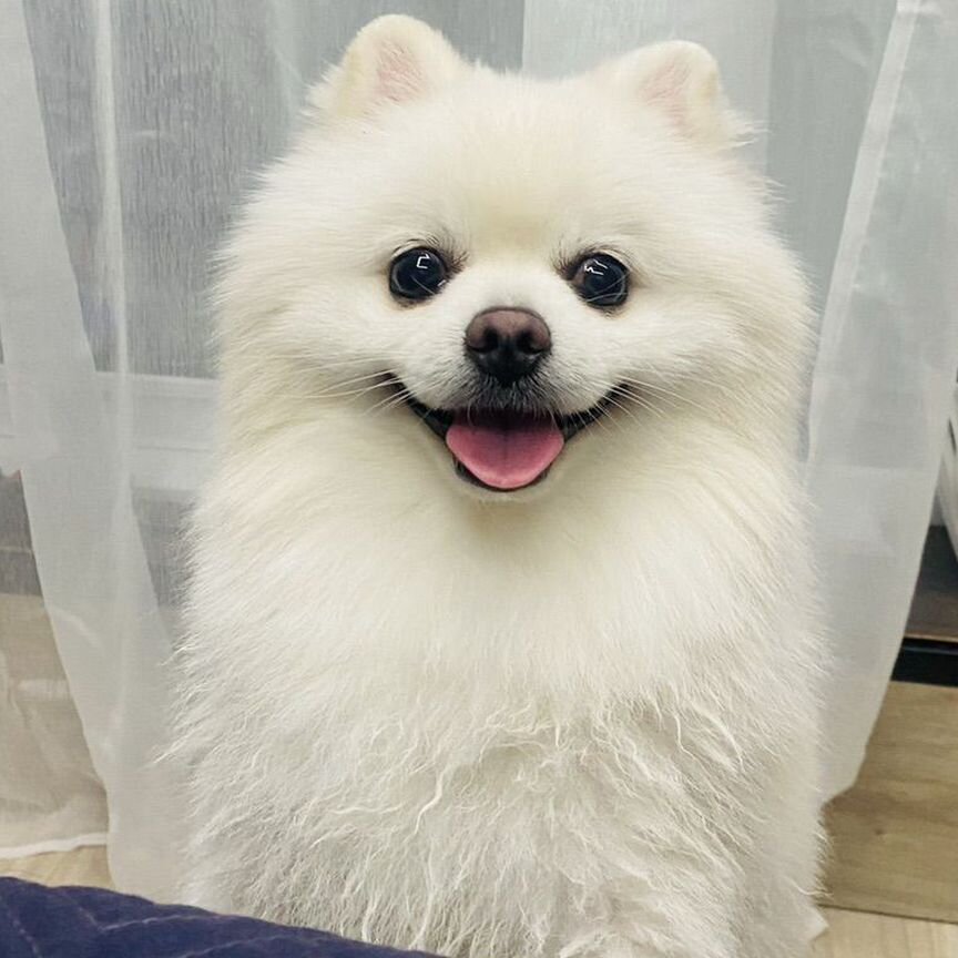 Малый немецкий шпиц