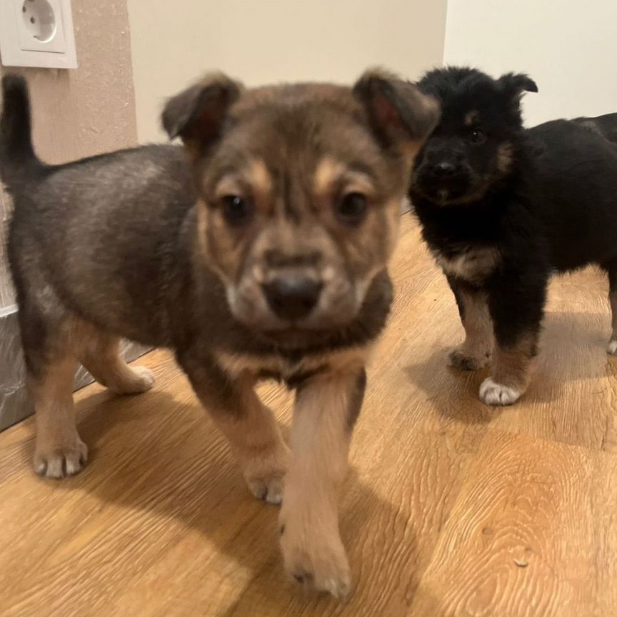 Щенки бесплатно в добрые руки