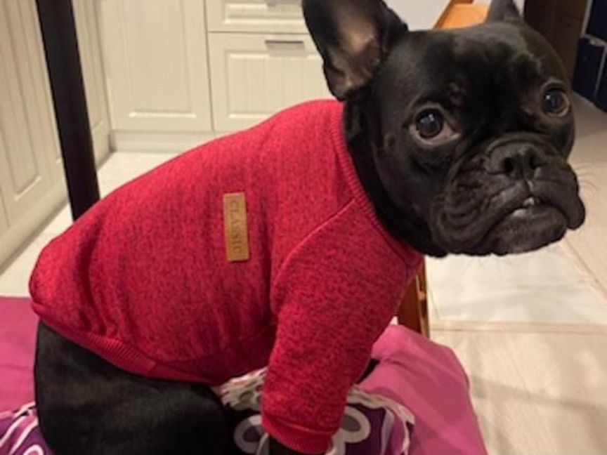 Одежда для собак