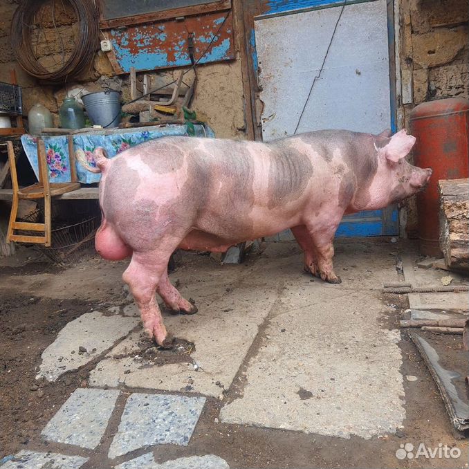 Хряк Пьетрен для случки